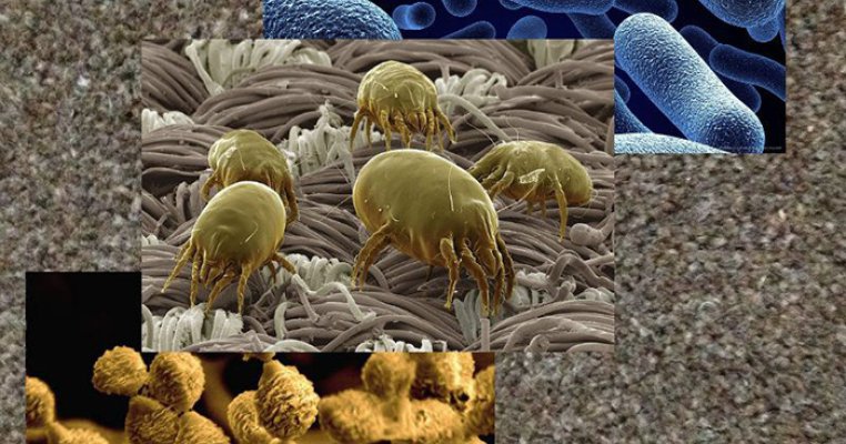 Think Your Dirty Carpet Isn’t a Health Hazard? Think Again | Steve's ...